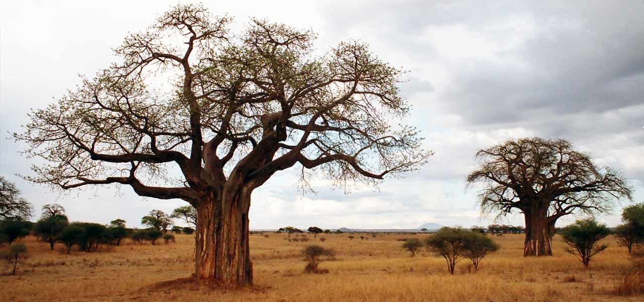African Savanna Trees Related Acacia Tree In Open African Savannah