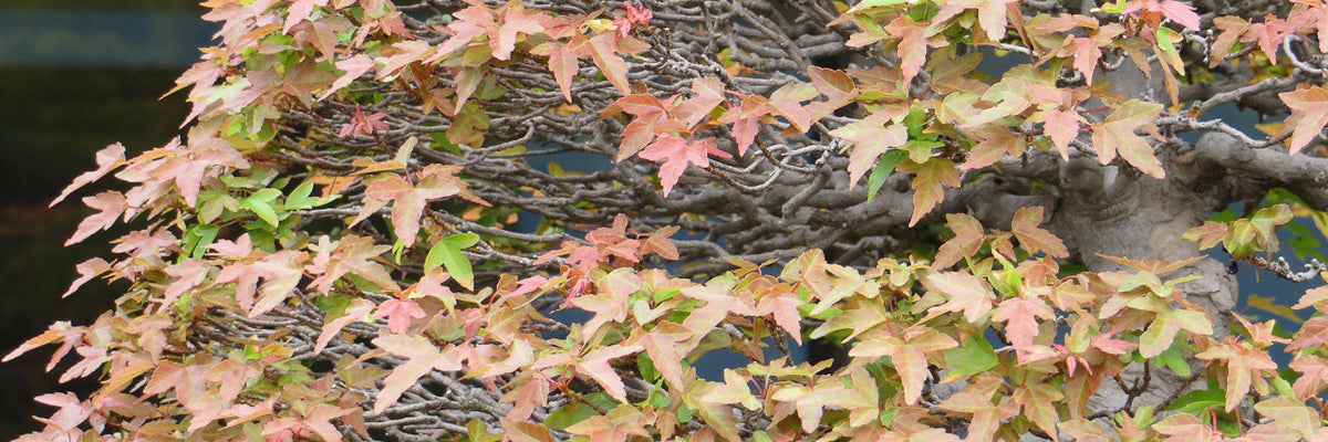 Creating the canopy of a bonsai tree - Bonsai Tree (Pty) Ltd.