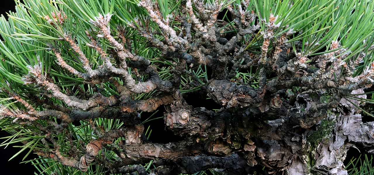 Japanese Black Pine Needles Japanese Black Pine (Pinus Thunbergii)