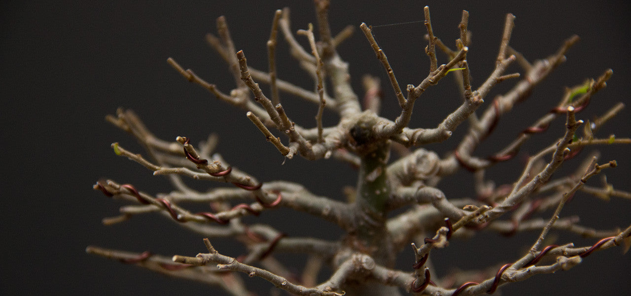 Two Chinese Hackberry Bonsai get an Autumn Cut - Bonsai Tree (Pty) Ltd.