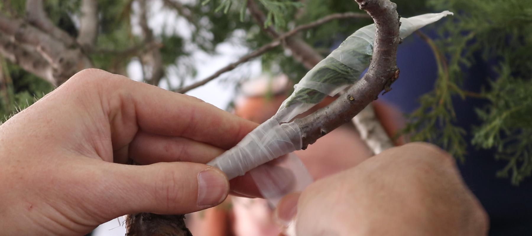 Grafting Tools & Tapes - Bonsai Tree (Pty) Ltd.