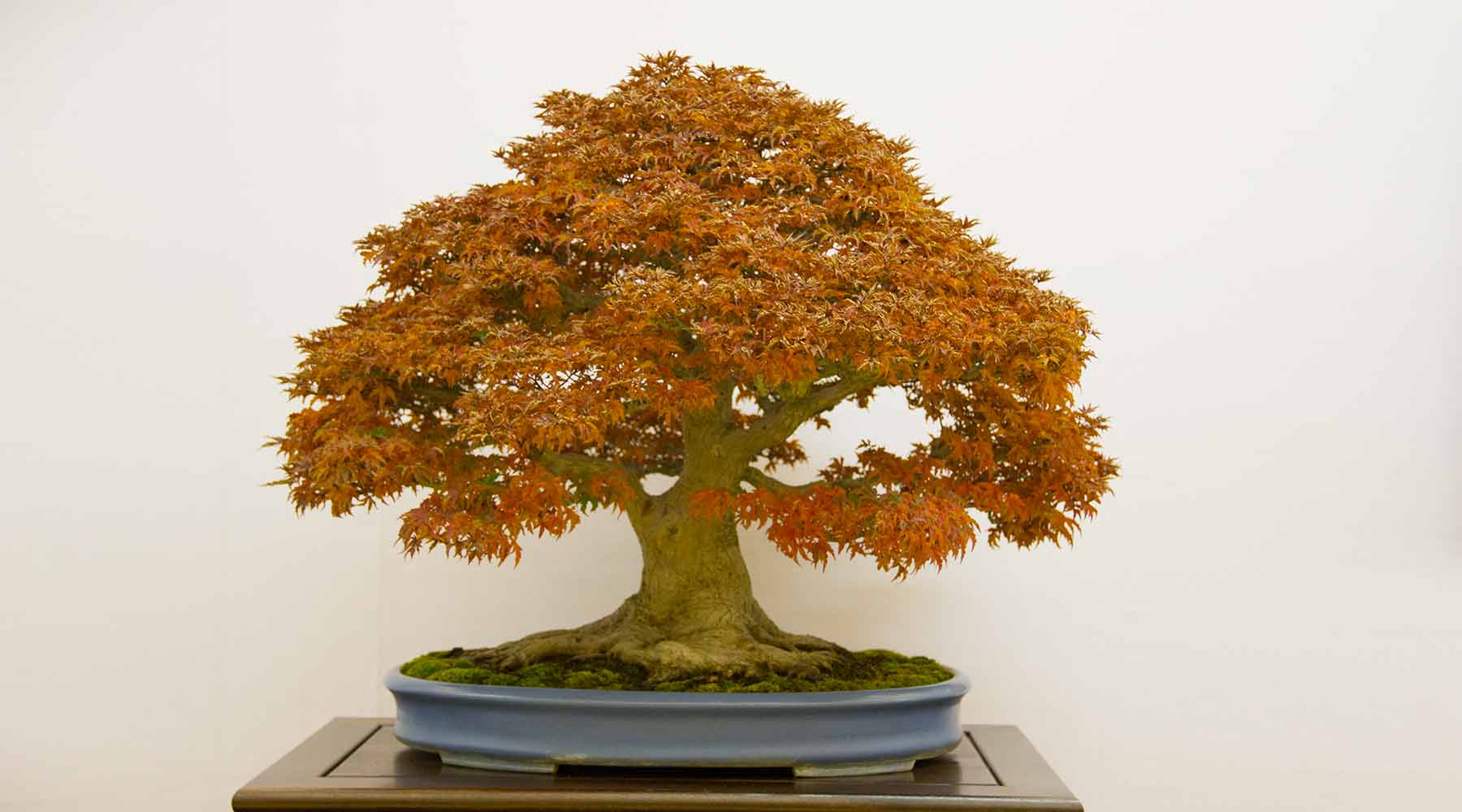 Autumn Seasonal Collection - Bonsai Tree (Pty) Ltd.
