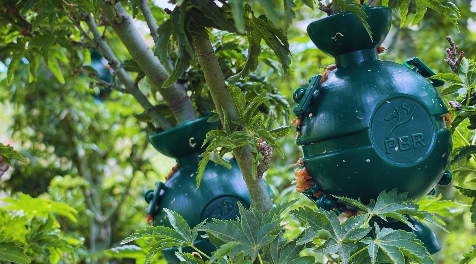 Dynaball, air layering balls - Bonsai Tree (Pty) Ltd.