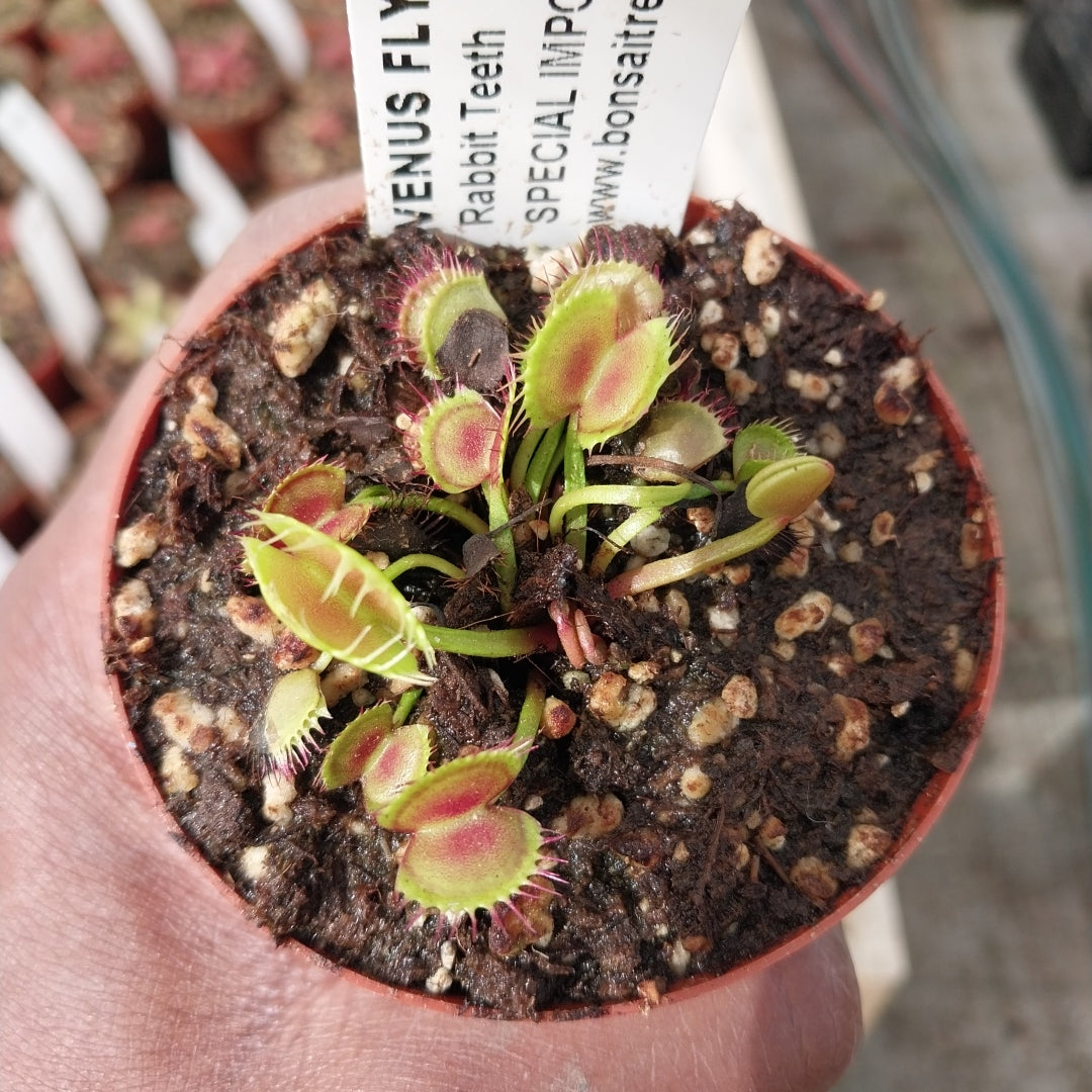 Venus Fly Trap, 'Rabbit Teeth' Special Import. - Bonsai Tree (Pty) Ltd.