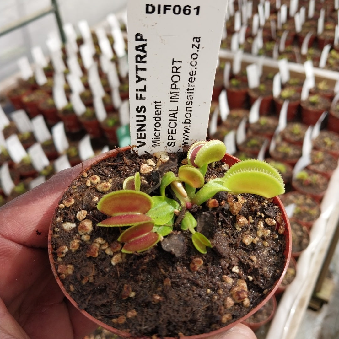 Venus Fly Trap, 'Microdent.' Special Import. - Bonsai Tree (Pty) Ltd.