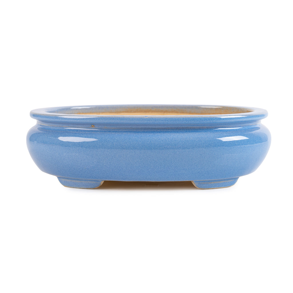 Oval, light blue bonsai pot, Koyo, 260 x 210 x 70mm - Bonsai Tree (Pty ...