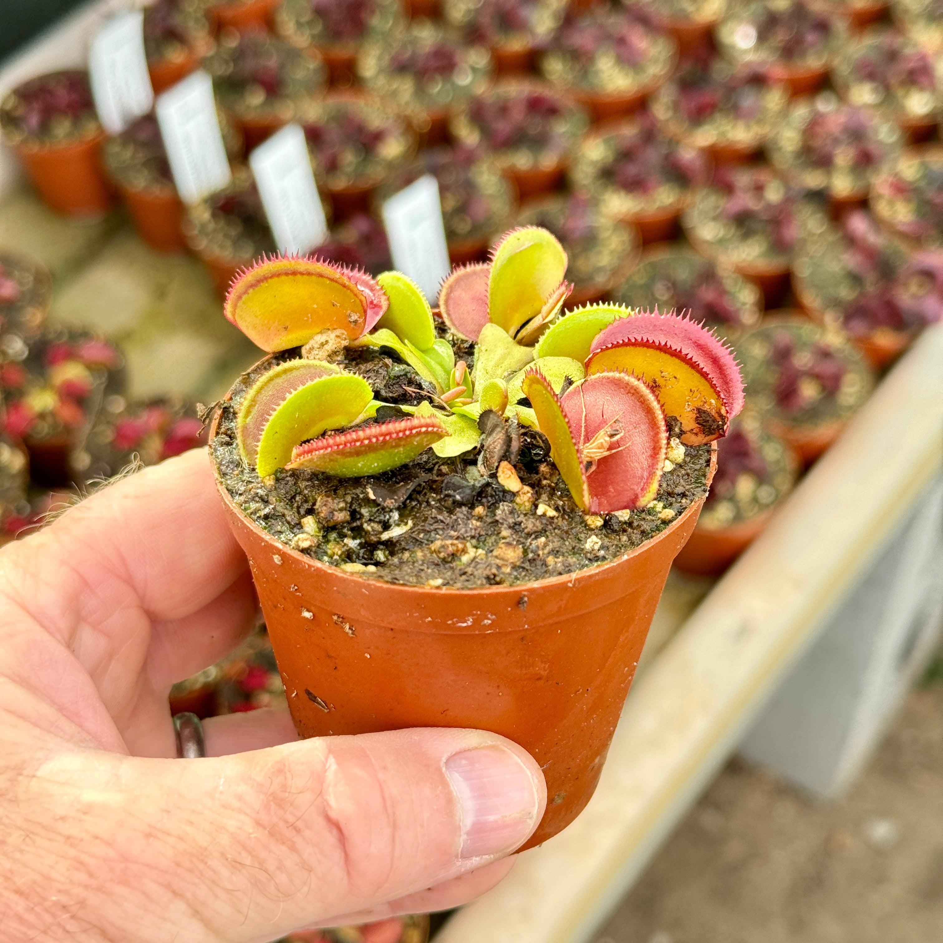 Venus Fly Trap, 'Microdent.' Special Import. - Bonsai Tree (Pty) Ltd.