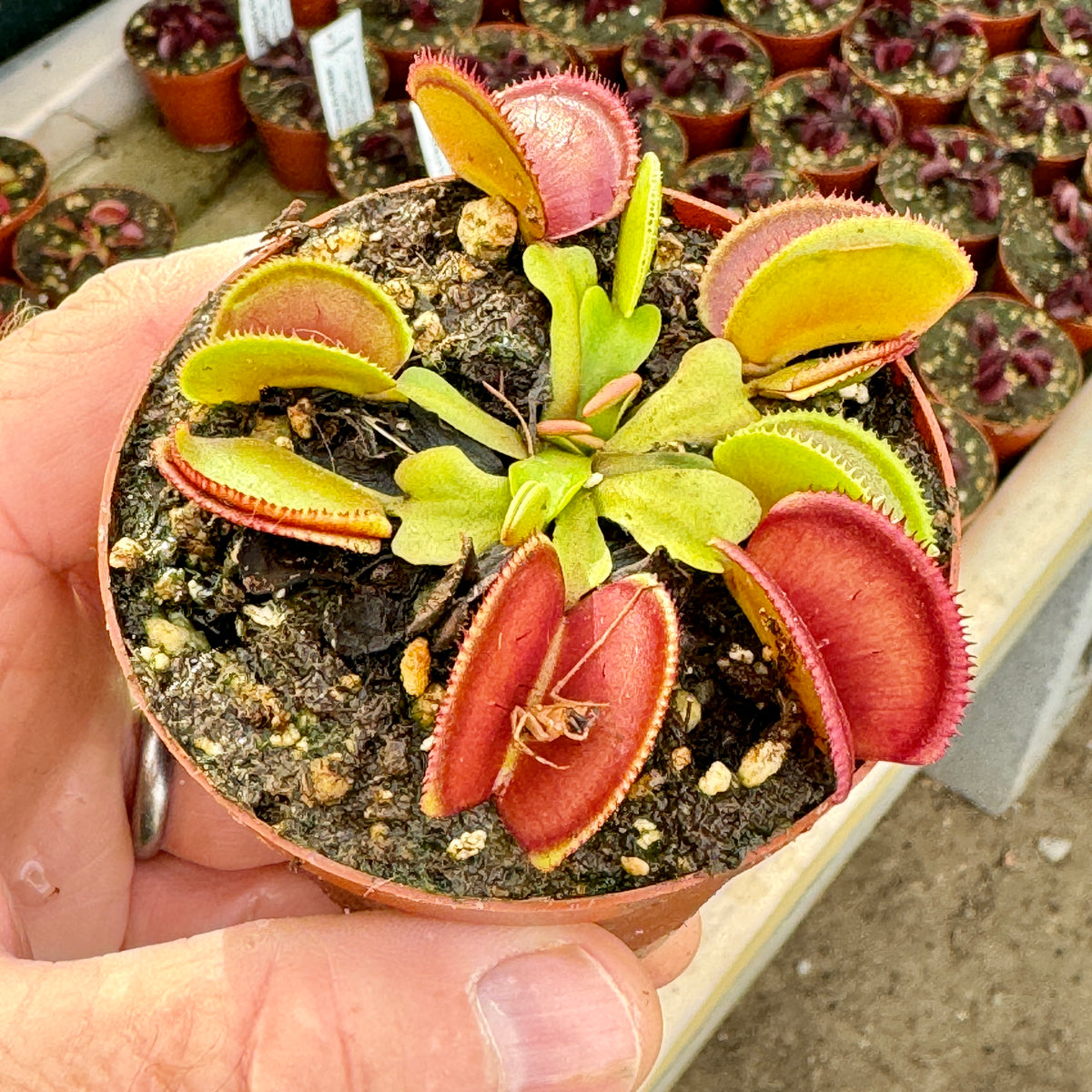 Venus Fly Trap, 'Microdent.' Special Import. - Bonsai Tree (Pty) Ltd.