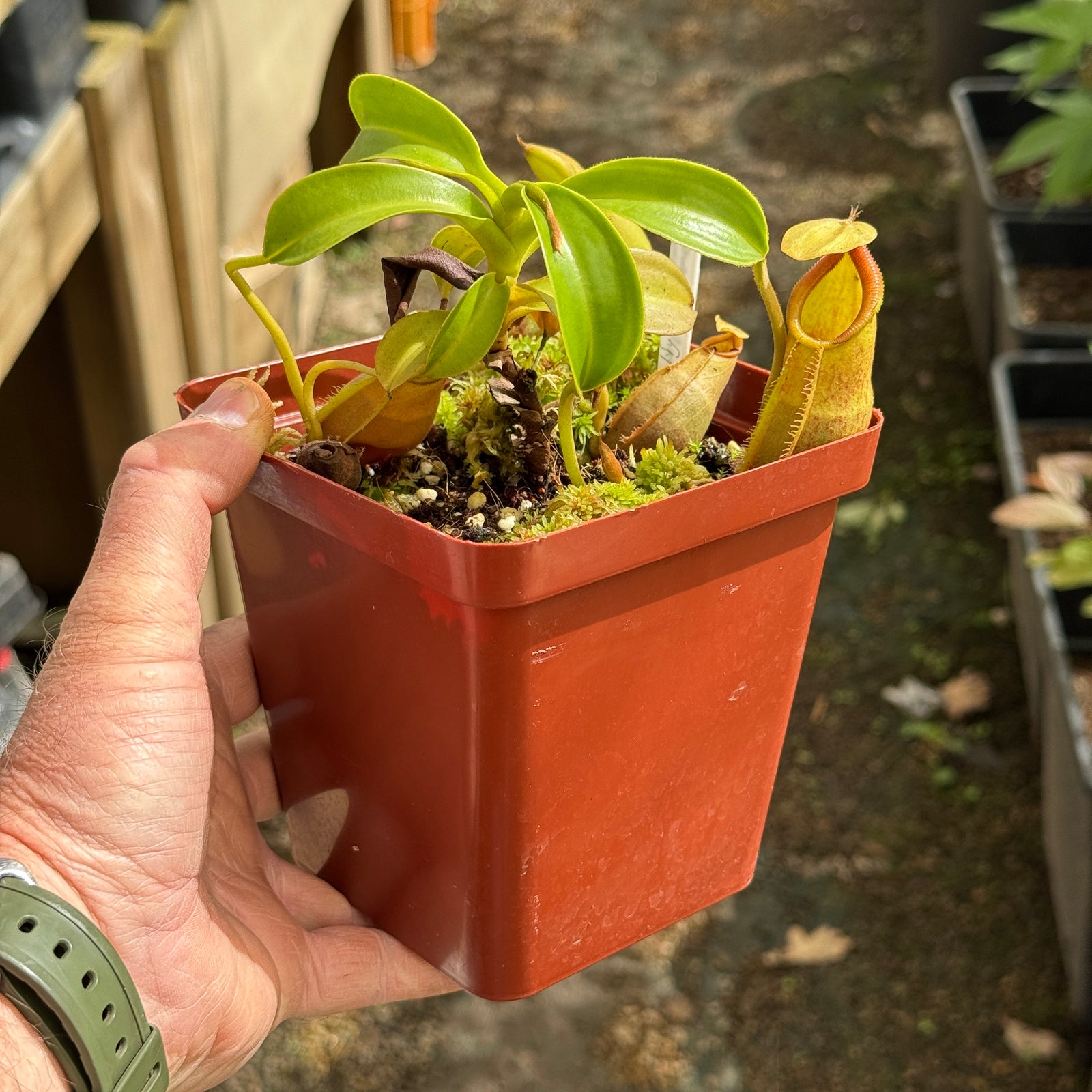 Tropical Pitcher, Nepenthes spathulata hybrid 'Hulk.' - Bonsai Tree ...