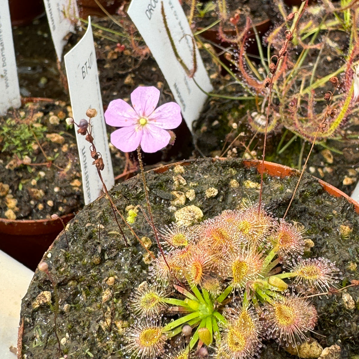 Pygmy Sundew, Drosera omissa x pulchella - Bonsai Tree (Pty) Ltd.