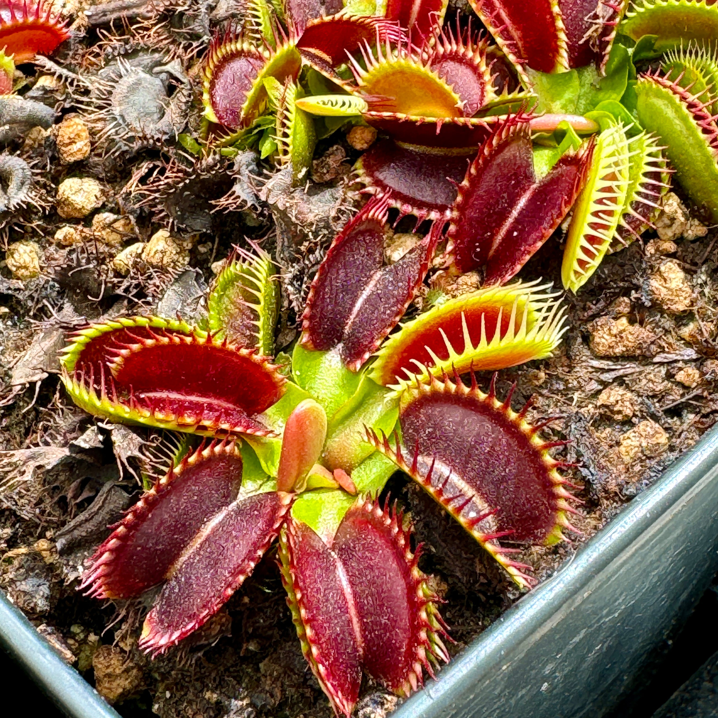Venus Fly Trap, 'Centurion.' Special Import. - Bonsai Tree (Pty) Ltd.
