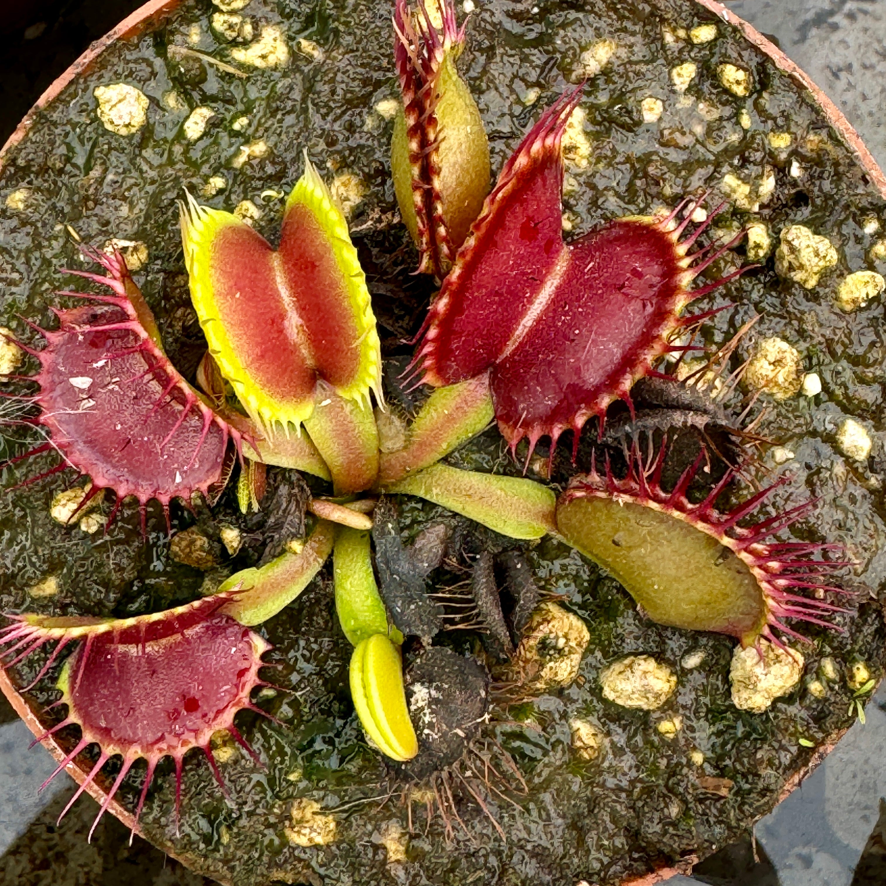 Venus Fly Trap, 'B52.' Special Import. - Bonsai Tree (Pty) Ltd.