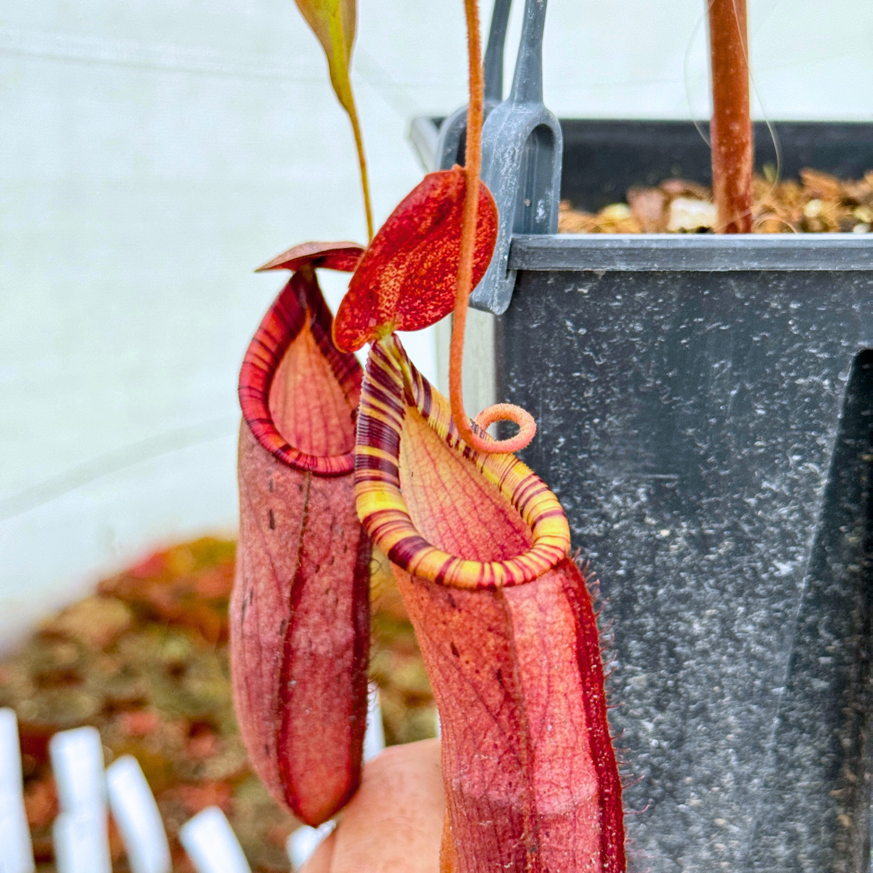 Tropical Pitcher, Nepenthes 'spectabilis x mirabilis var globosa', BE ...