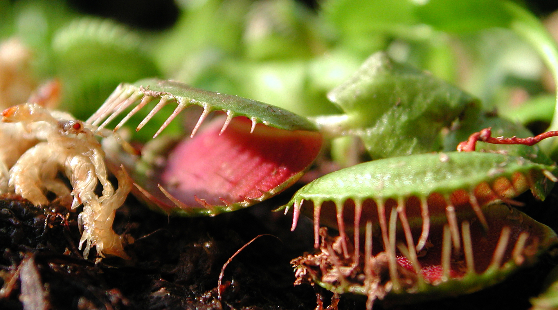 Caring for your carnivorous plants - Bonsai Tree (Pty) Ltd.