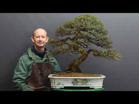 Sphagnum Moss, Rehydrated for Healthy Plant Growth - Bonsai Tree (Pty) Ltd.
