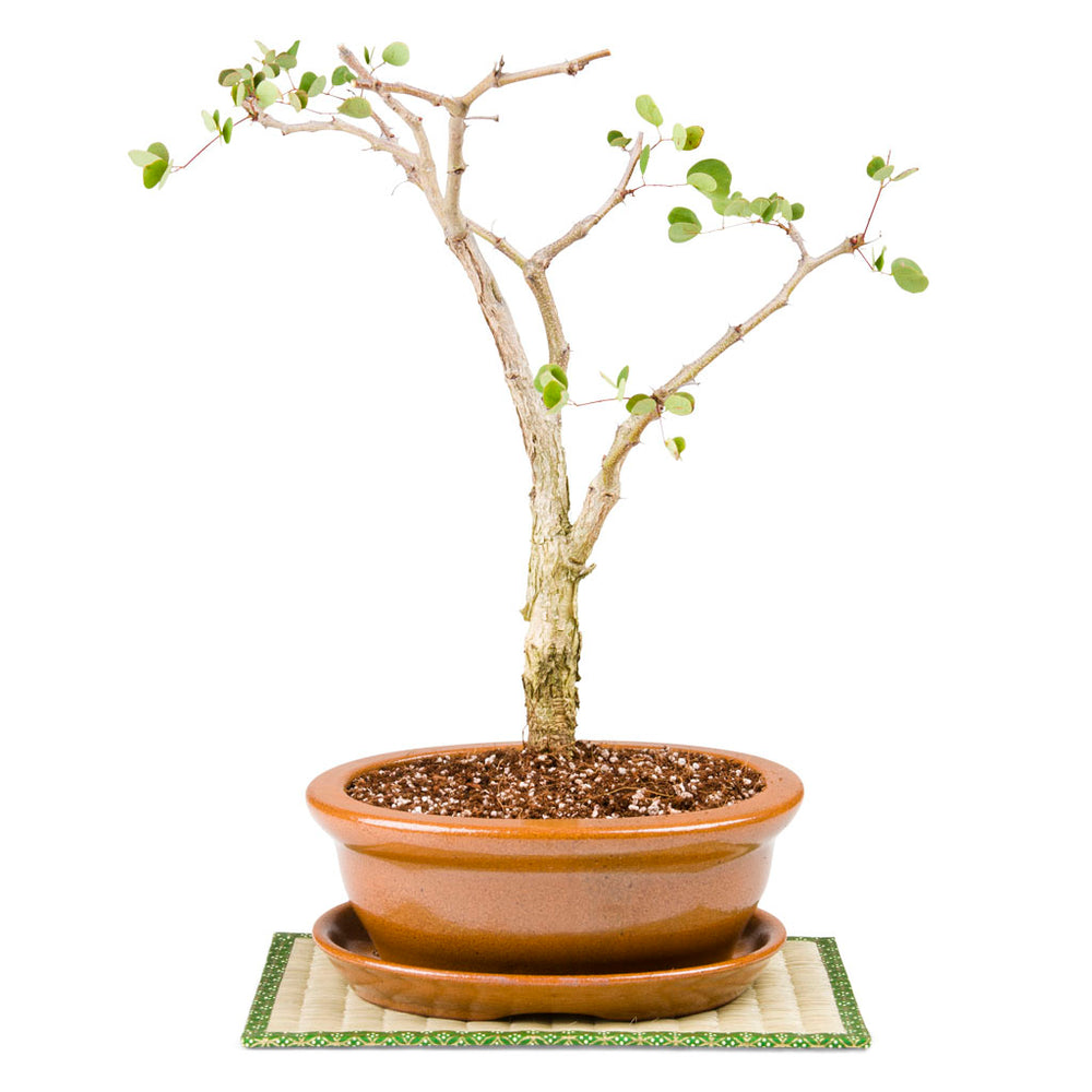 Acacia Bonsai Growing Kit for Beginners and Enthusiasts - Bonsai Tree ...