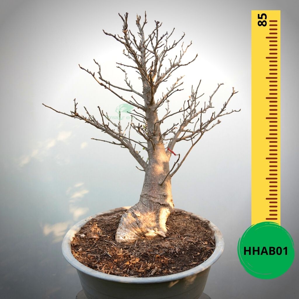 Baobab Bonsai