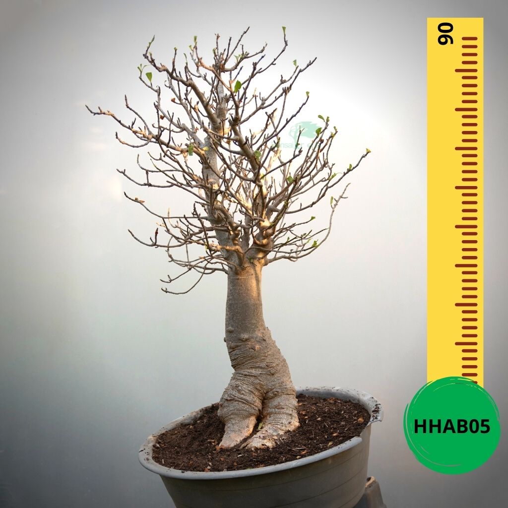 Baobab Bonsai