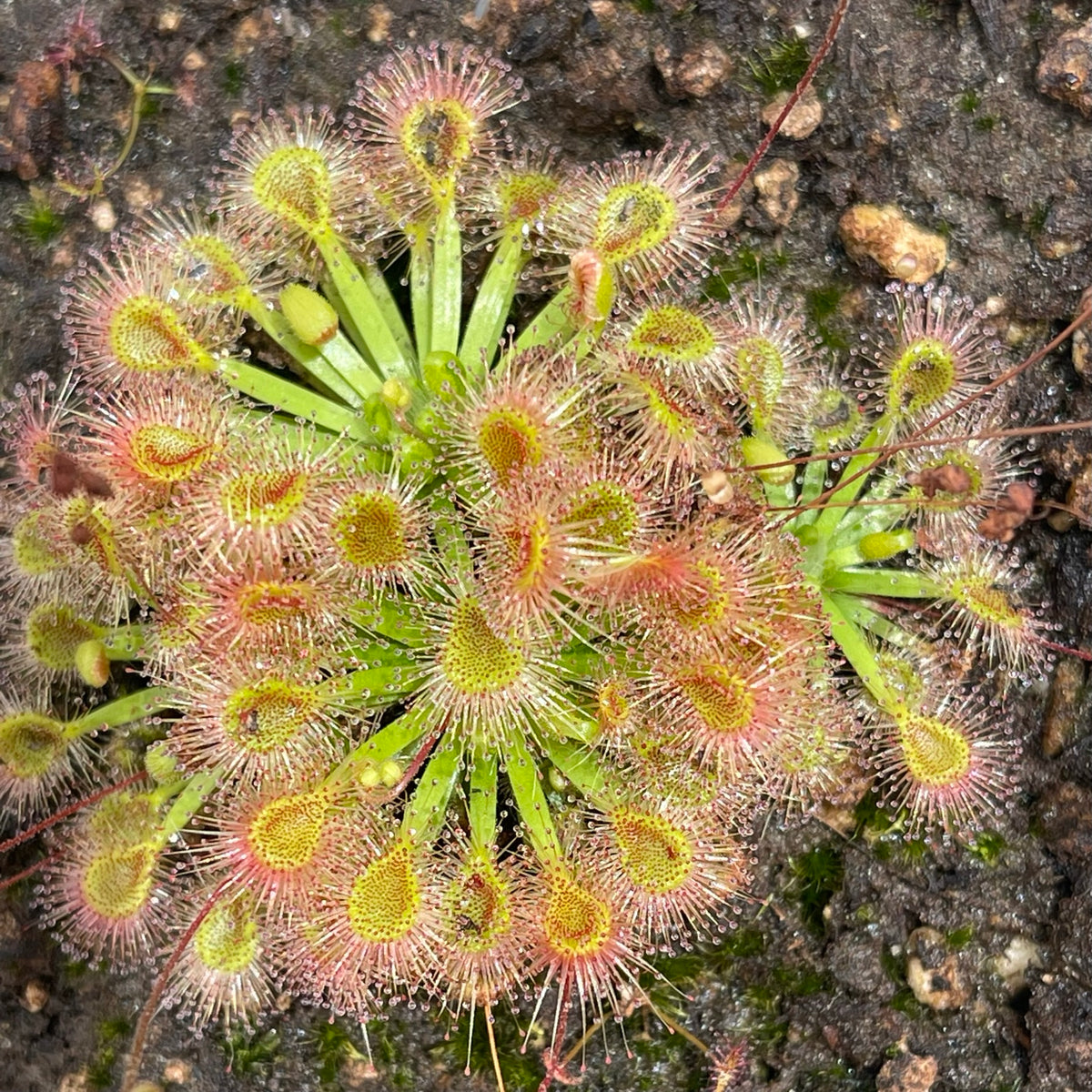 Pygmy Sundew, Drosera omissa x pulchella - Bonsai Tree (Pty) Ltd.