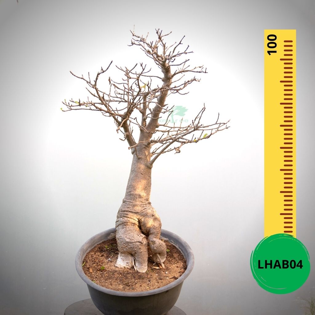 Baobab Bonsai