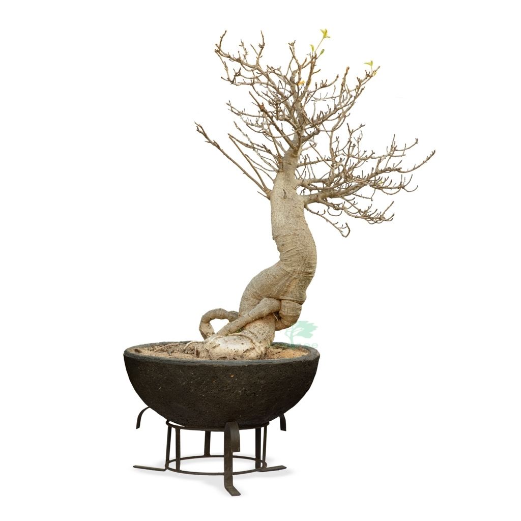 Baobab Bonsai