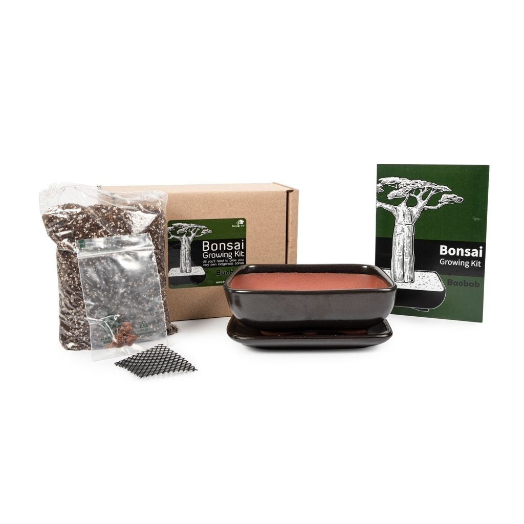 Baobab Bonsai Growing Kit for Home Gardening Delight - Bonsai Tree (Pty ...
