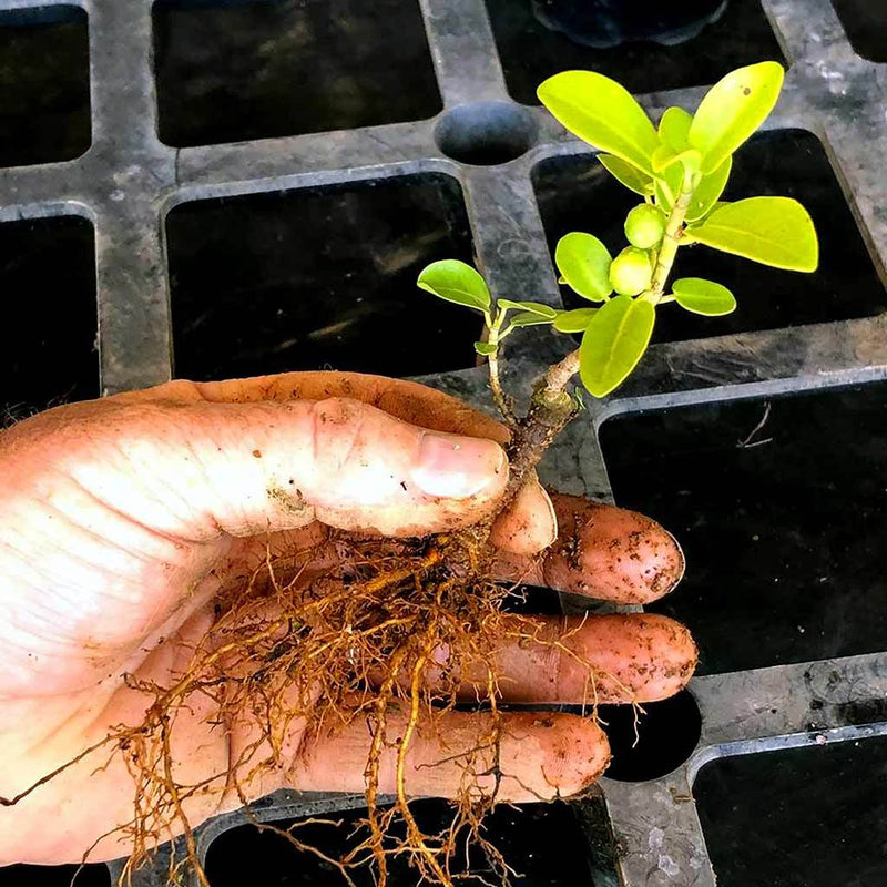 Ibaraki Hard Akadama, Small, 3-5mm - Bonsai Tree (Pty) Ltd.